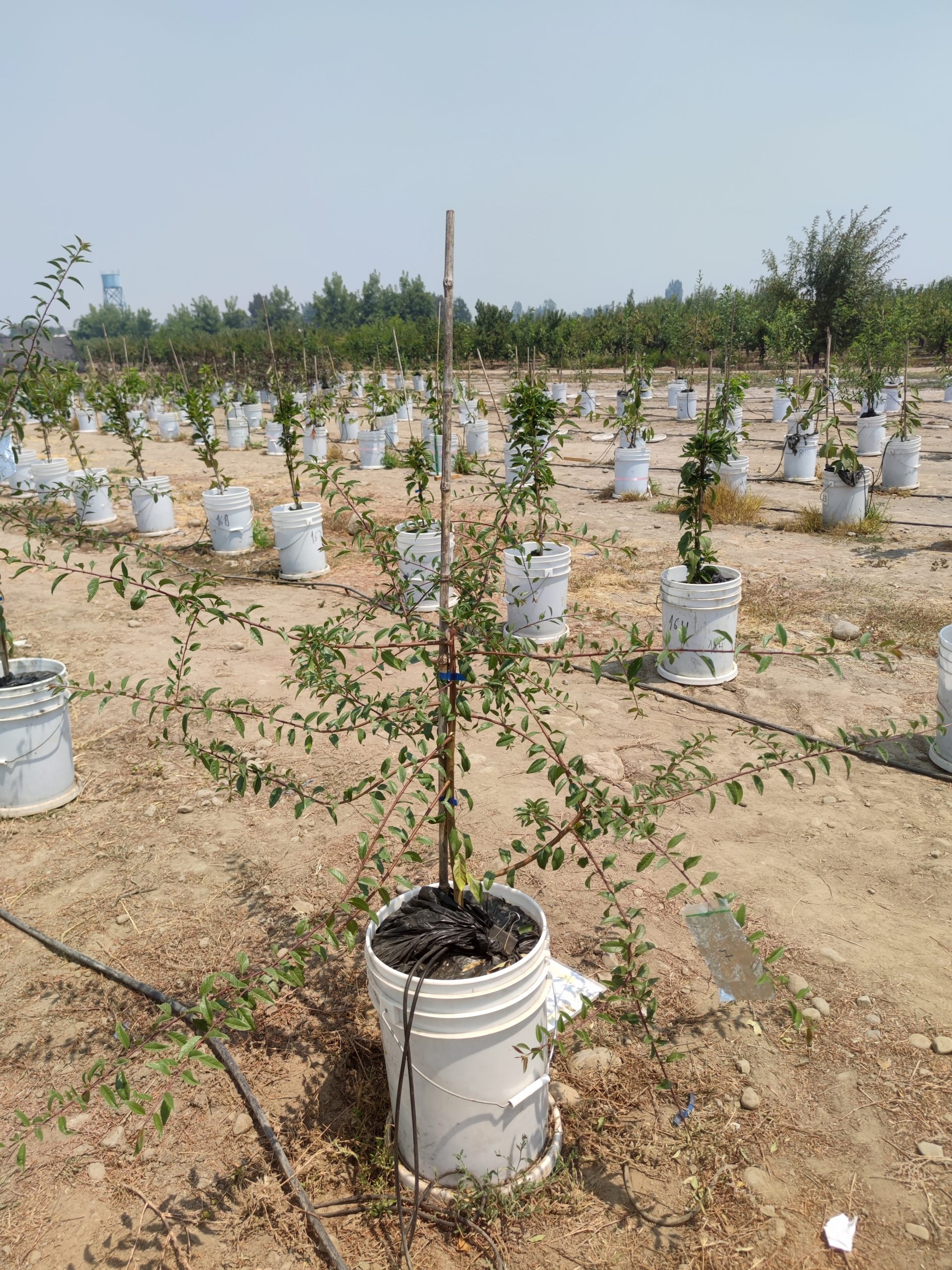 Portainjertos que mejoran la tolerancia al déficit hídrico - Redagrícola