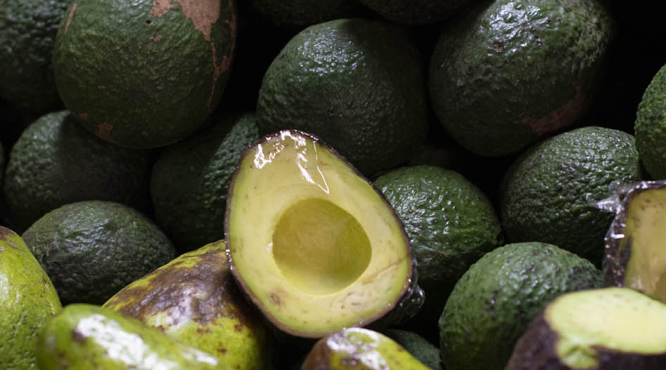 Bacterias, aliadas en el control de enfermedades del aguacate