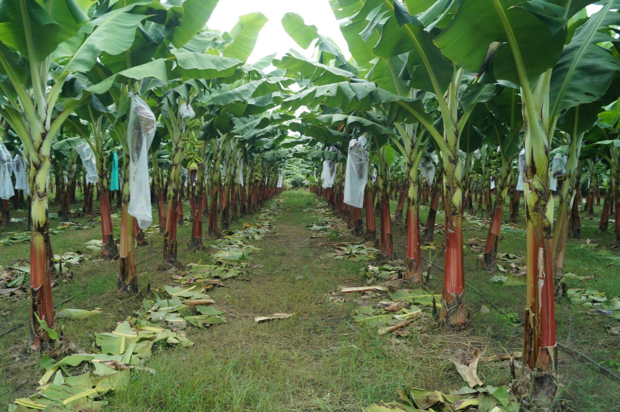 El paradigma del embolse en el cultivo de banano ¿Podemos hacer algo ...