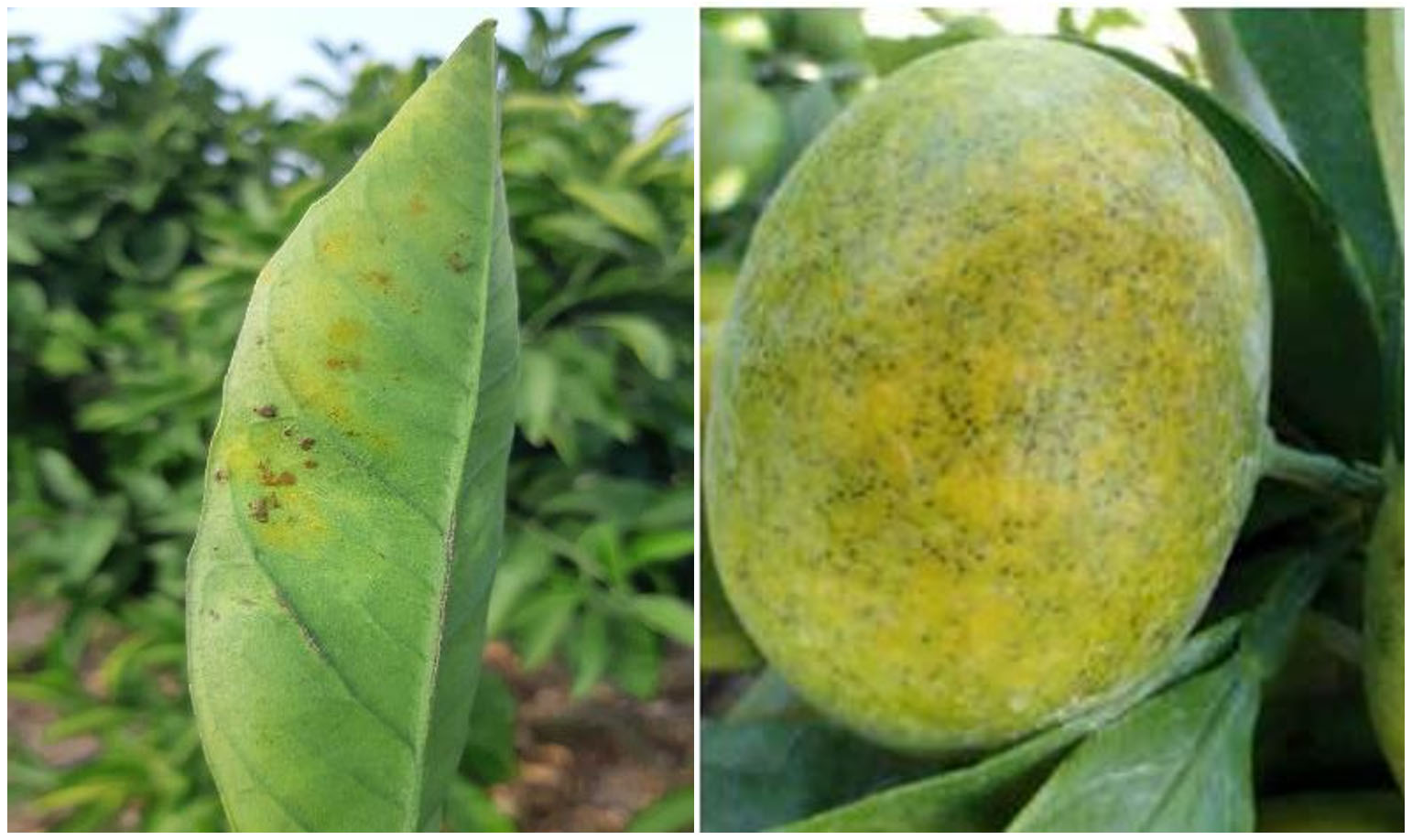 Cómo extender la protección de nuevos cultivos de arándanos y ...