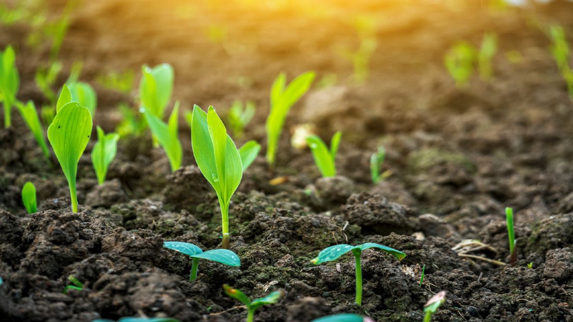 Científicos mexicanos y uruguayos fomentan usos de bioinoculantes ...
