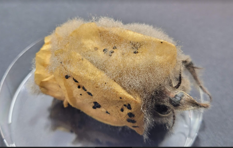 Botrytis en rosas: qué hacer y cómo hacer para bajar la presión de la ...