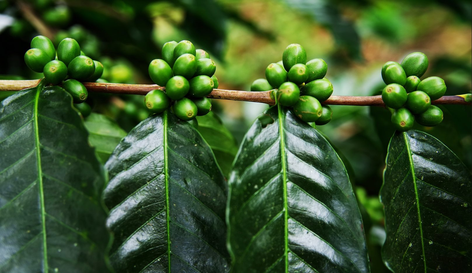 En Colombia habrá renovación conjunta de cafetales para lograr la meta ...