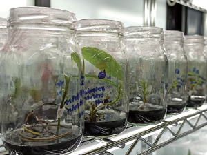 La apuesta por la propagación clonal ‘in vitro’ de aguacate Hass