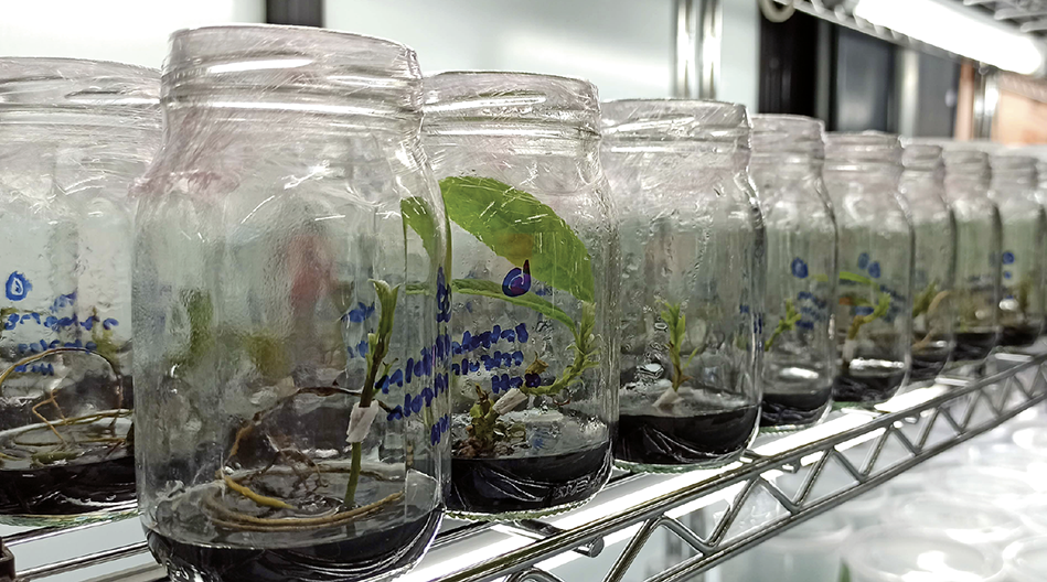 La apuesta por la propagación clonal ‘in vitro’ de aguacate Hass