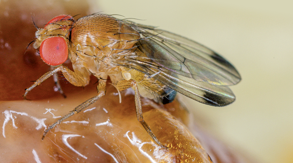 Buenas noticias para el control de Drosophila suzukii - Redagrícola