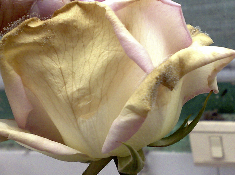 Botrytis: Manejo de resistencia a fungicidas en base a analítica molecular