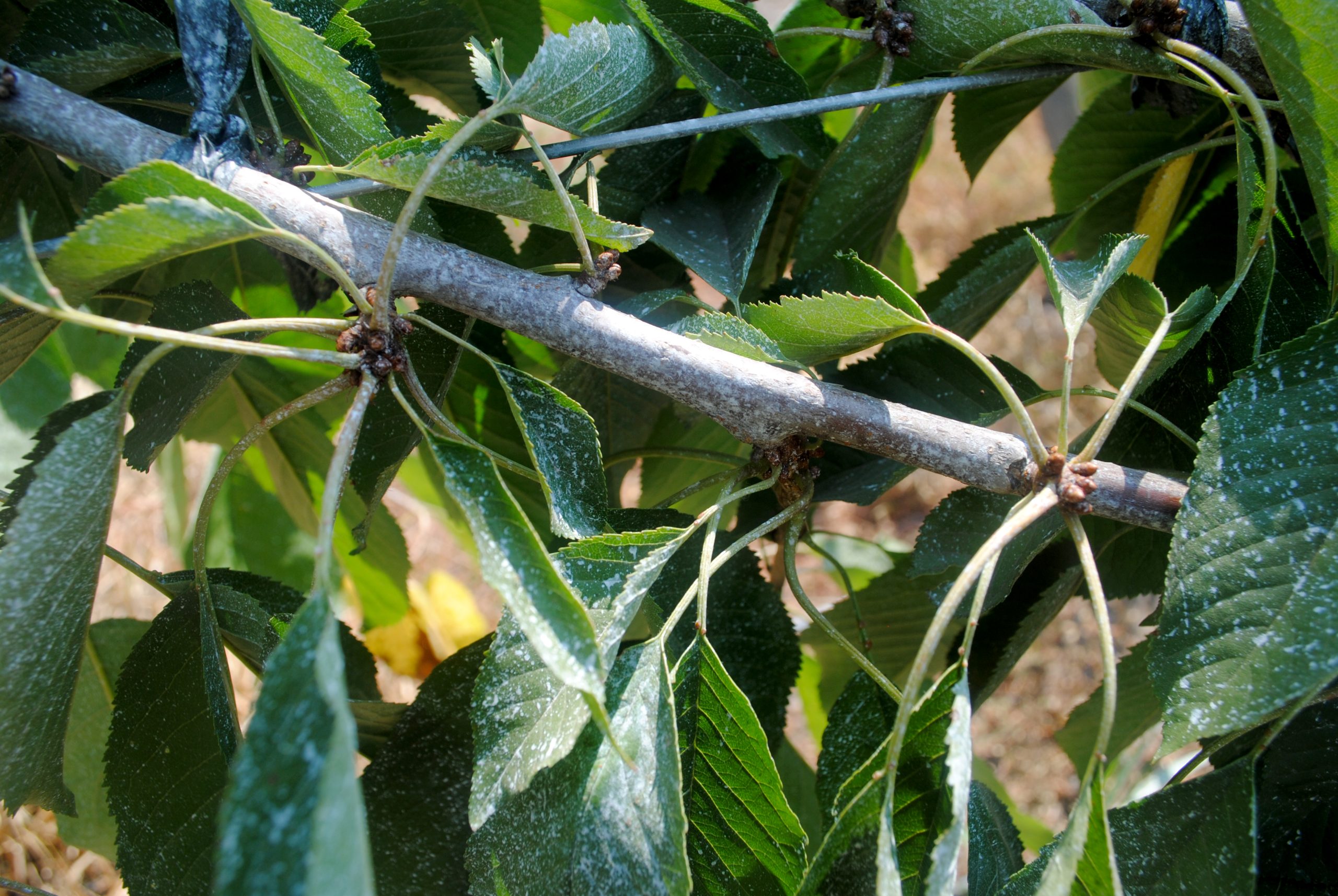 Las bases para alcanzar un buen receso invernal de las yemas - Redagrícola