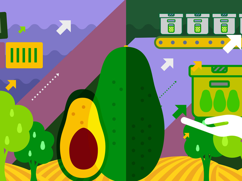 Aguacate Hass: curso abordará las claves para asegurar la calidad de la fruta de exportación