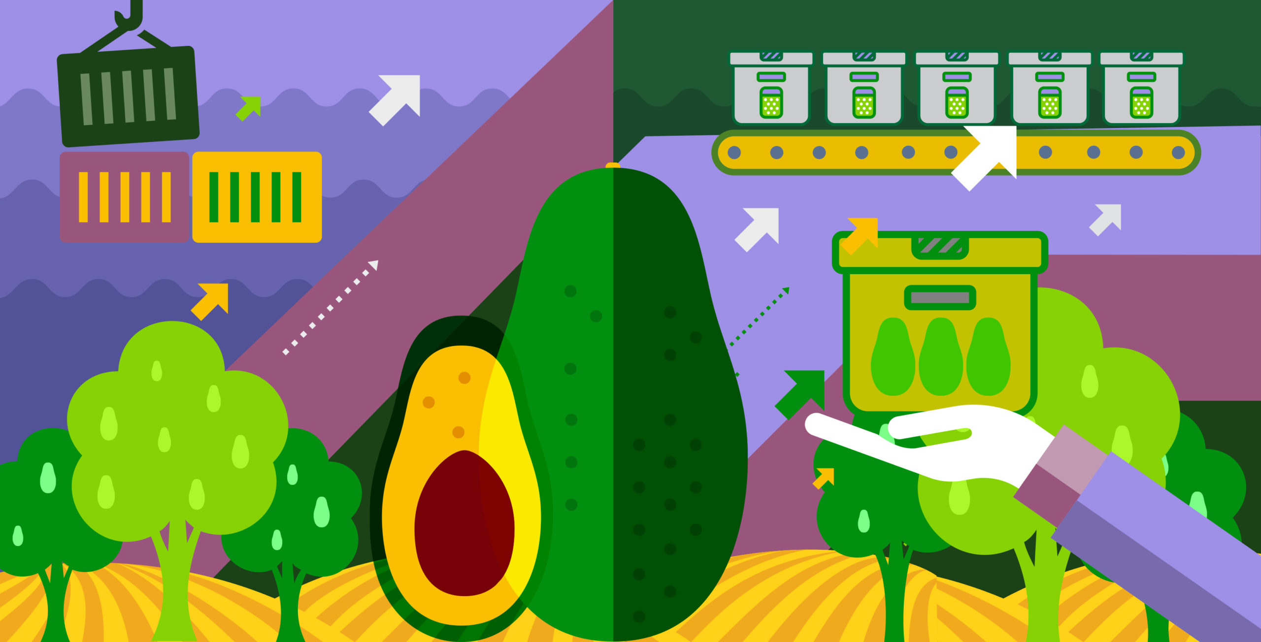 Aguacate Hass: curso abordará las claves para asegurar la calidad de la fruta de exportación