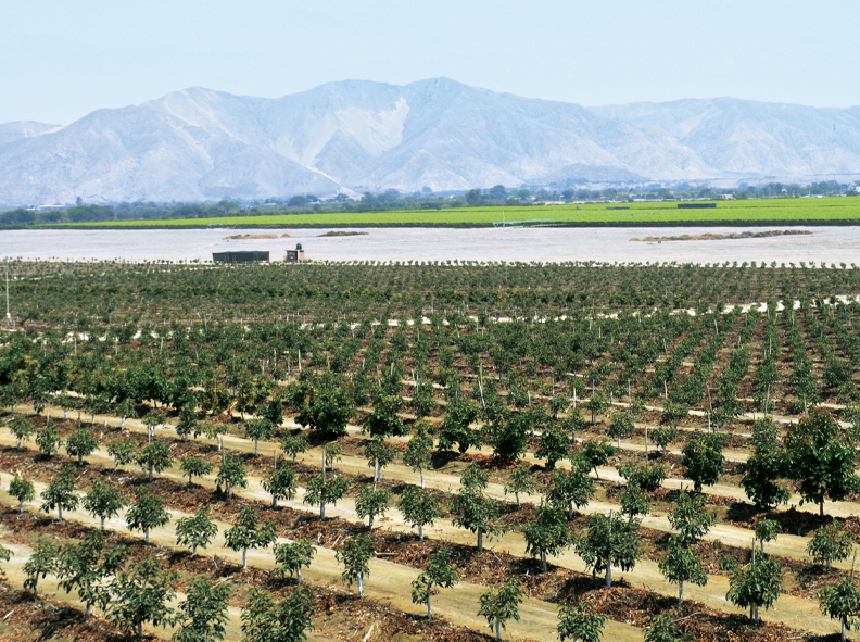 Fundo Los Paltos Archives - Redagrícola