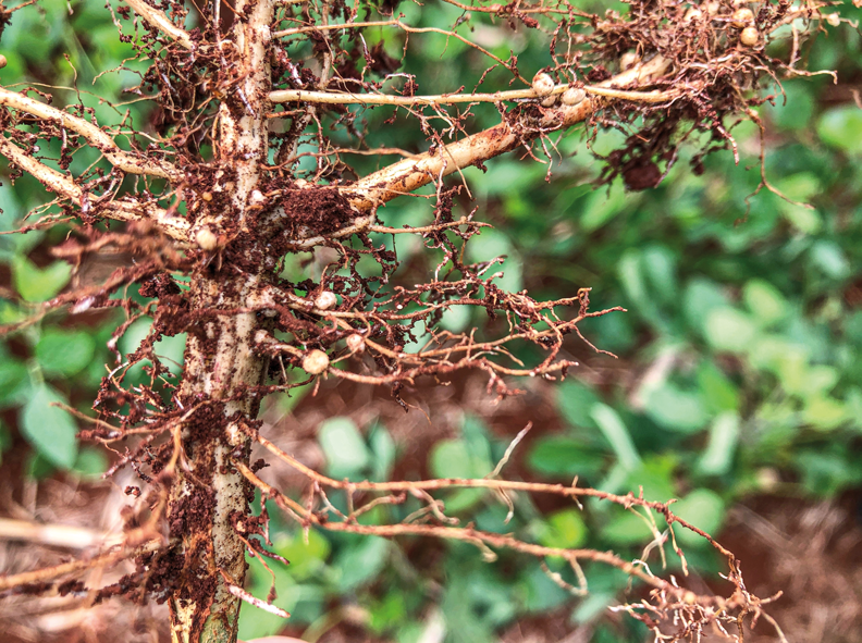 Control biológico de nematodos, una alternativa para cultivos de alta ...