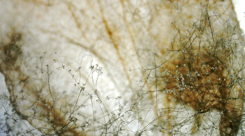 Botrytis cinerea, el superpatógeno que no es bienvenido en rosas ...