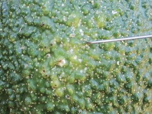 Recomiendan manejo de queresas con evaluaciones en campo y laboratorio ...