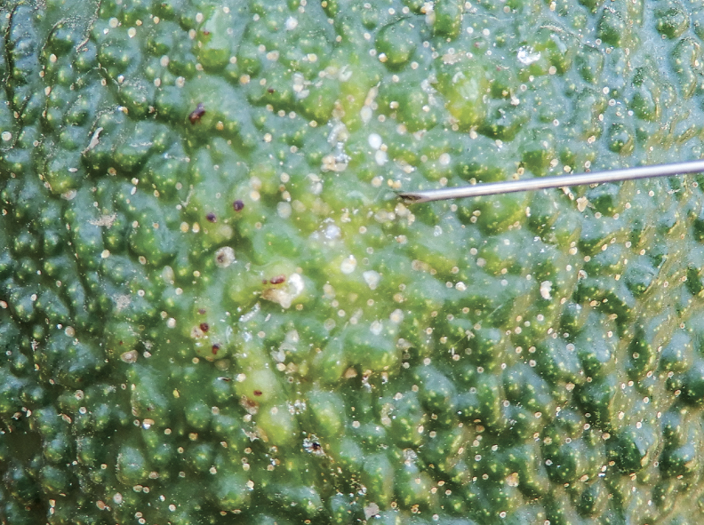 Recomiendan manejo de queresas con evaluaciones en campo y laboratorio ...