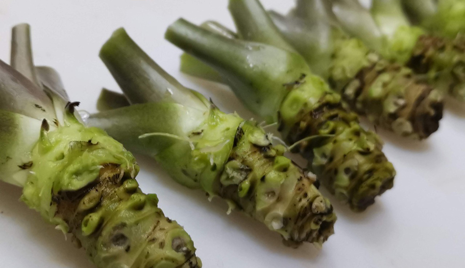 El difícil proceso para producir el primer wasabi sudamericano ...