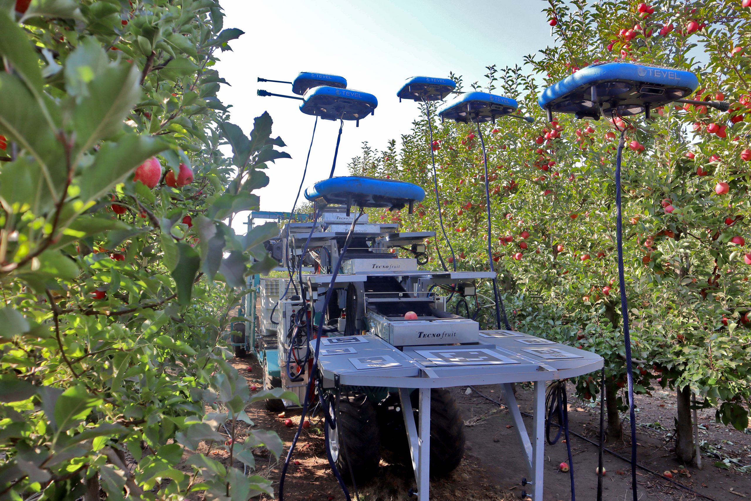 Robots voladores ya cosechan fruta en Chile - Redagrícola