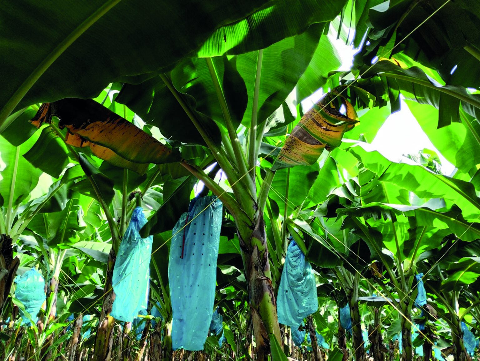 La necesidad de innovar en el control de Sigatoka negra - Redagrícola