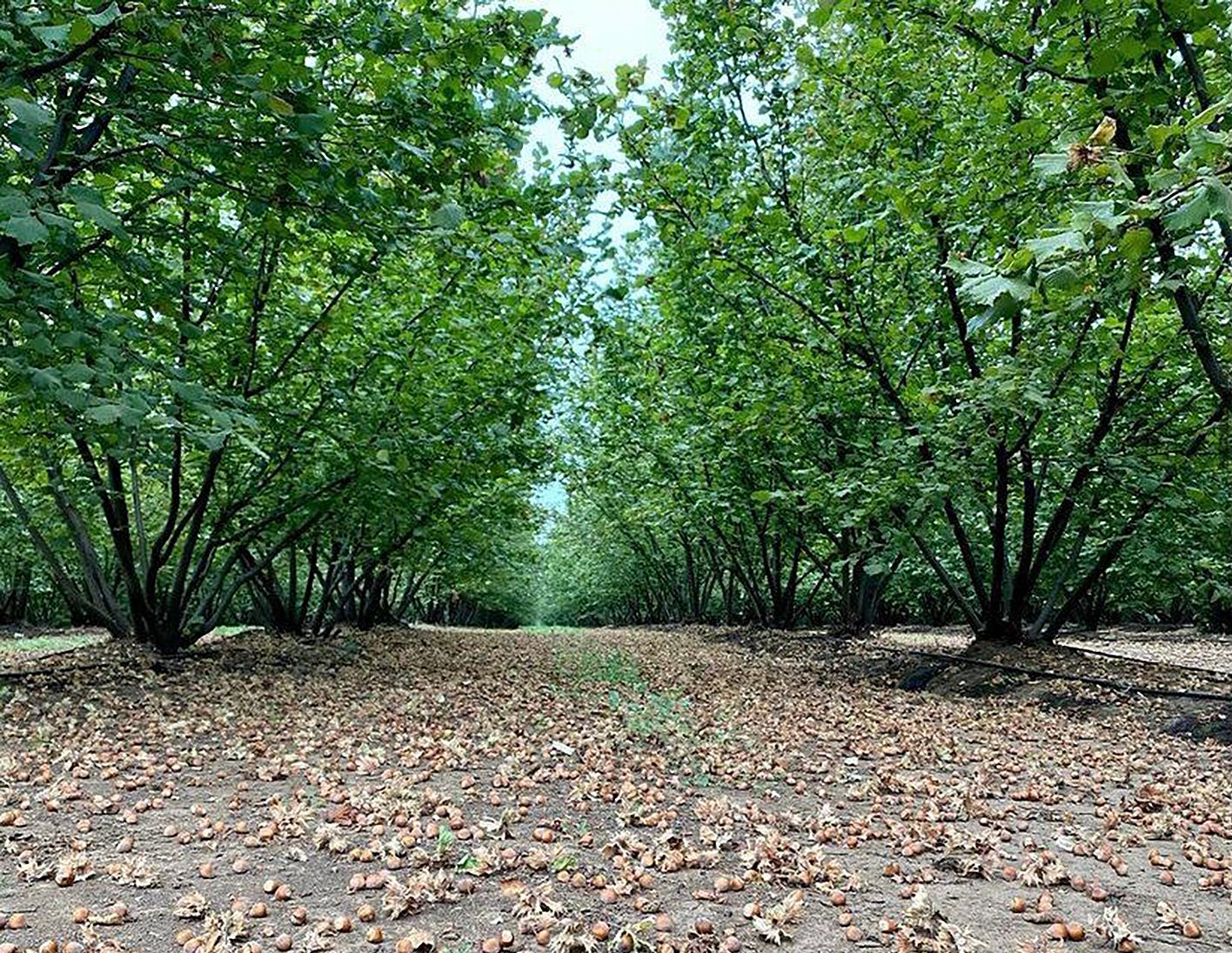 El avellano ya es visto como un frutal - Redagrícola