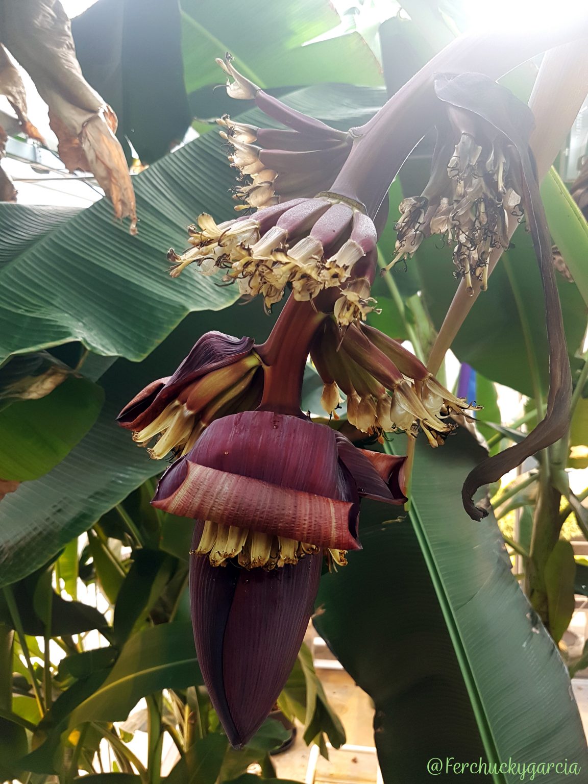 El enorme y fascinante reto de ‘reconstruir’ al banano Cavendish