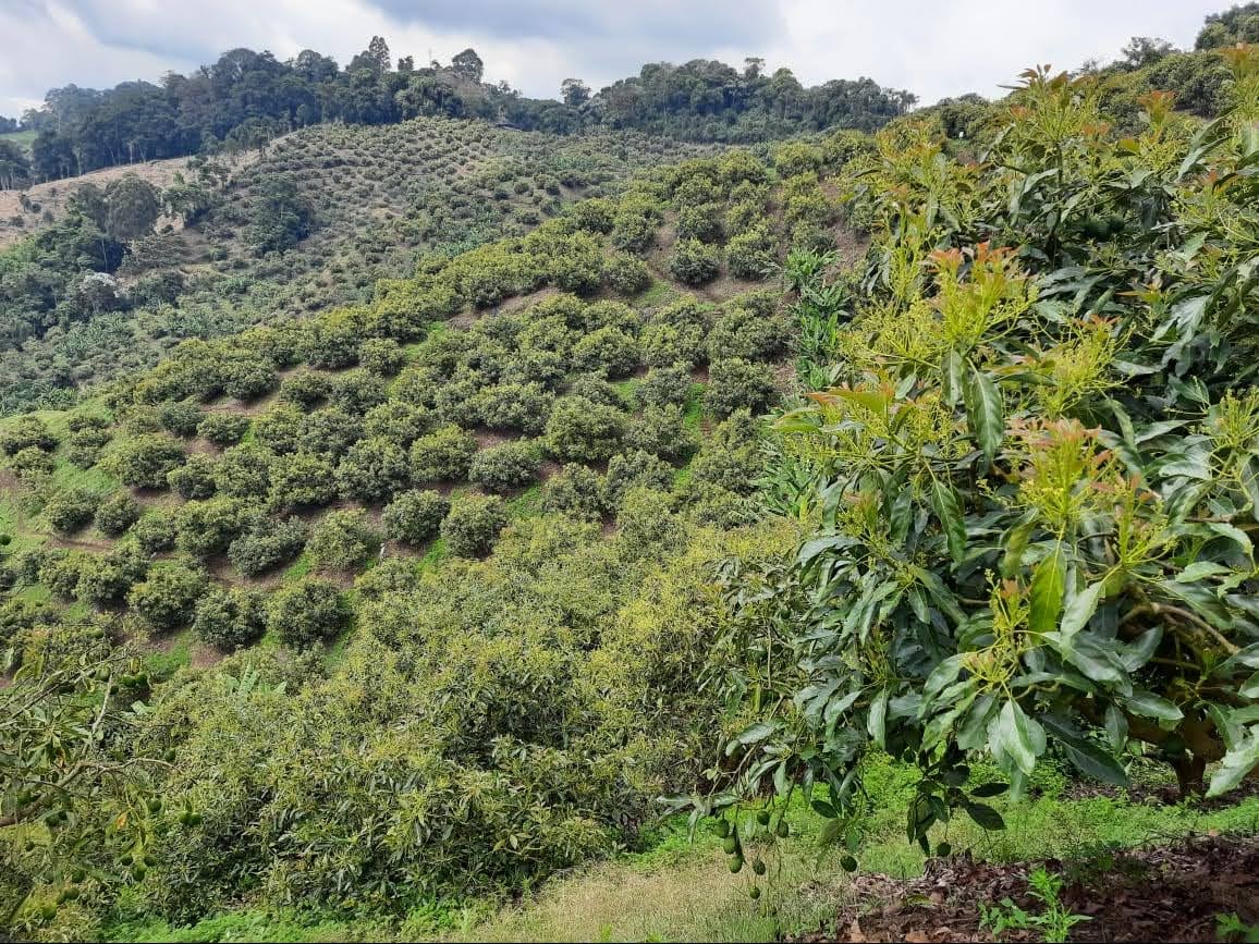 Paltos/Aguacate Archives - Redagrícola