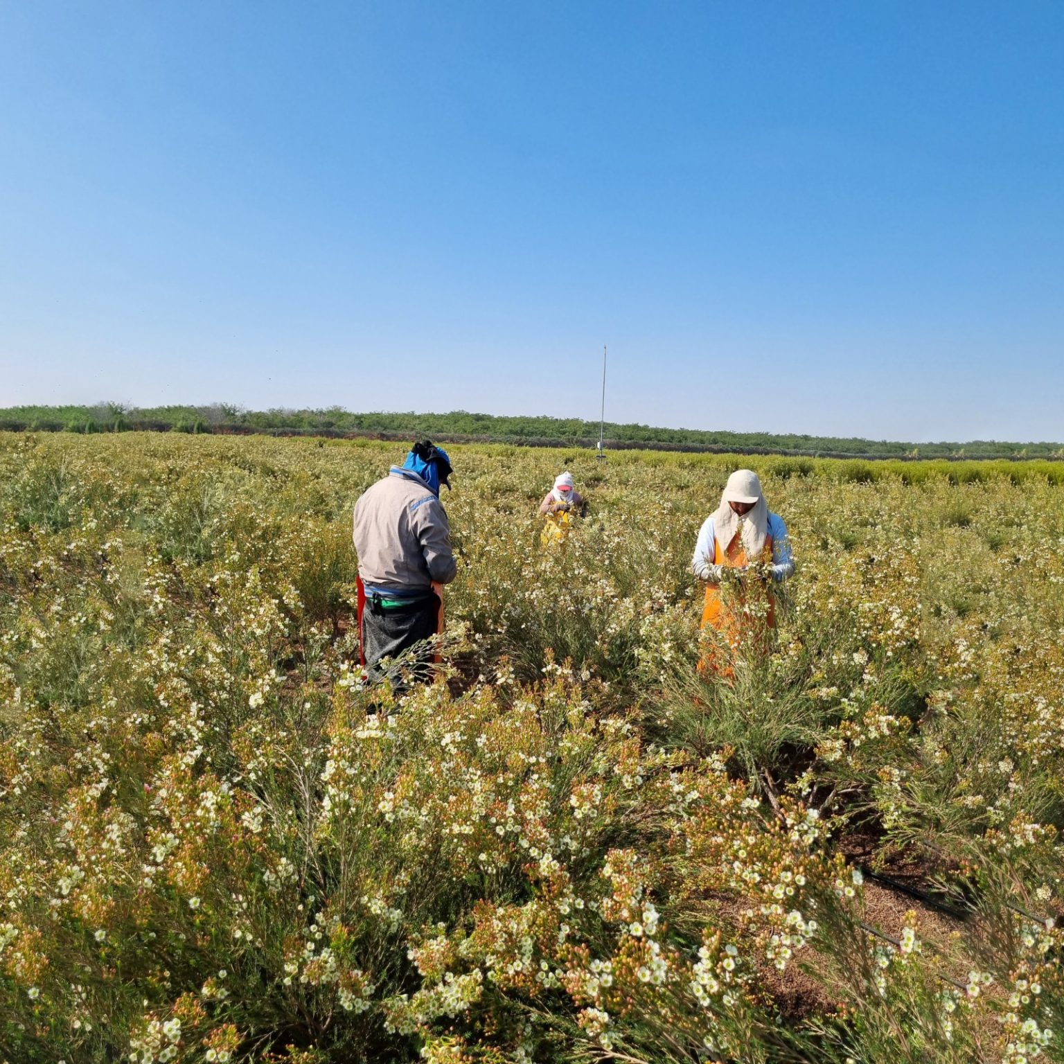 UNAM investiga prácticas agroecológicas para tener sistemas ...