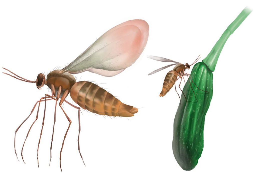 Manejo integrado de mosca del ovario en aguacate - Redagrícola