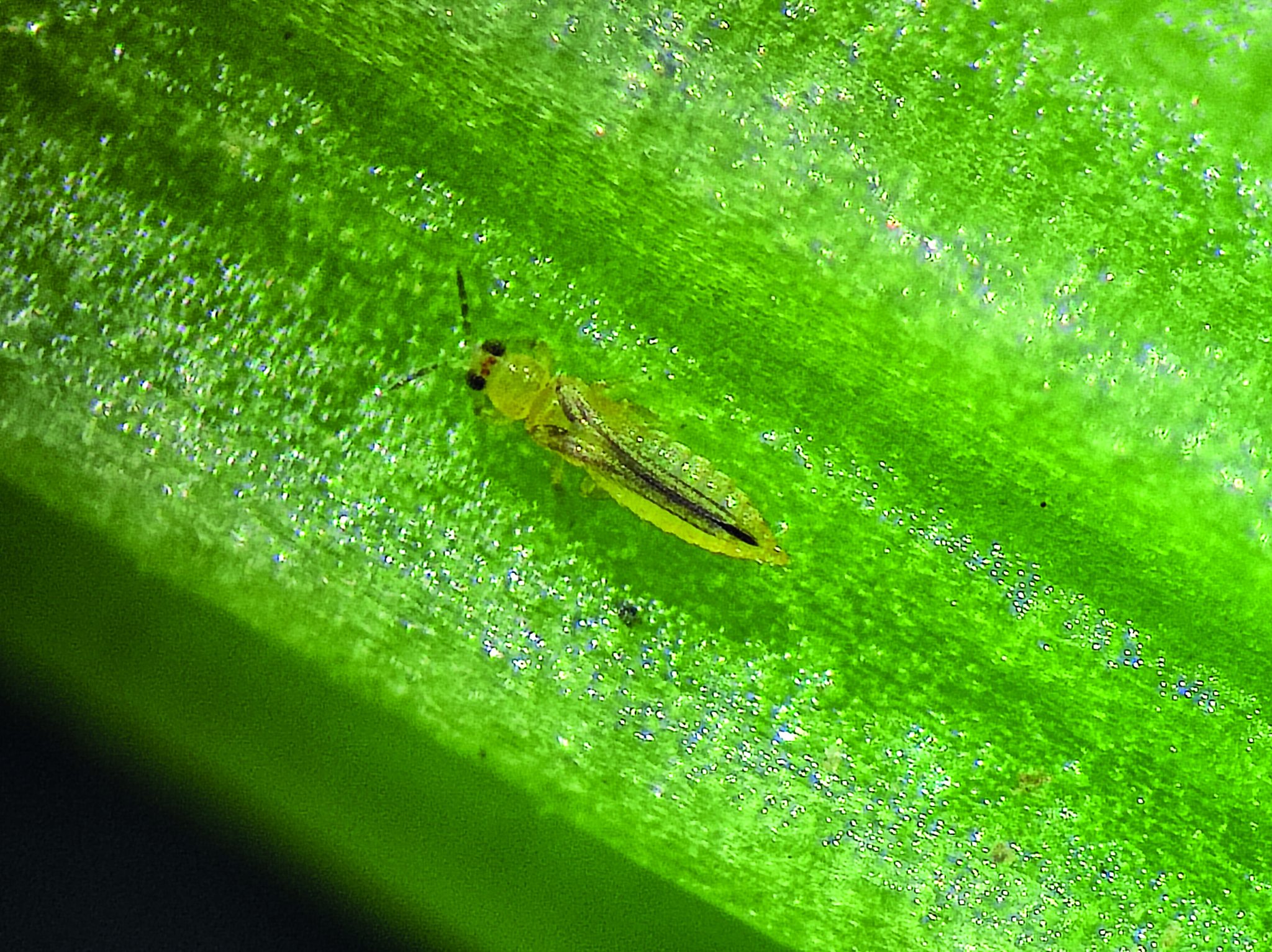 Scirtothrips dorsalis, un nuevo enemigo en huertos de arándanos y uvas de mesa - Redagrícola