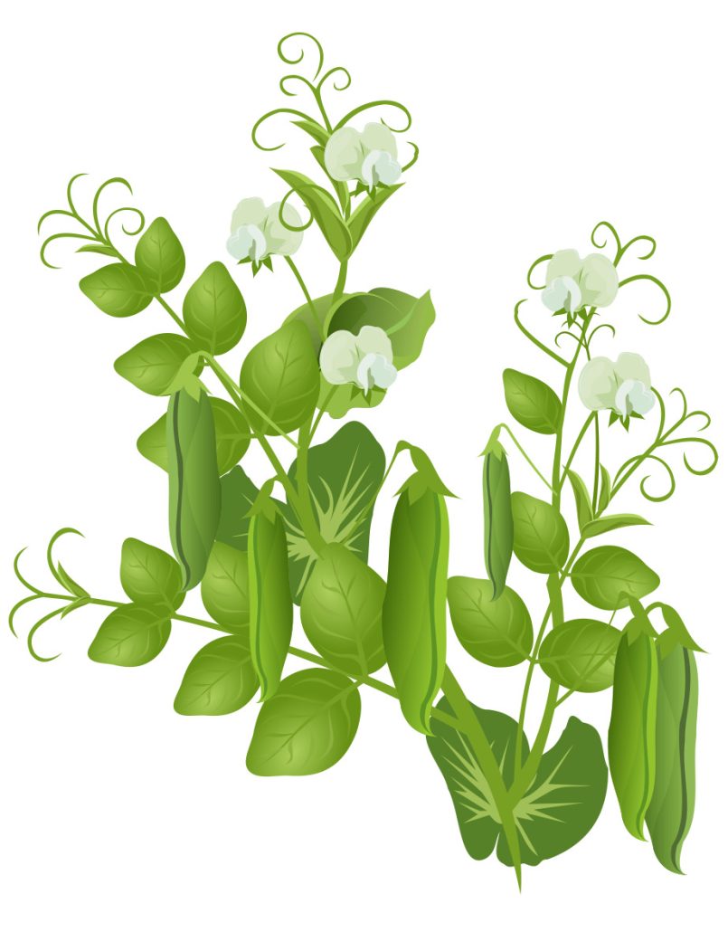 Riego por goteo hace crecer la productividad del Holantao en el norte ...