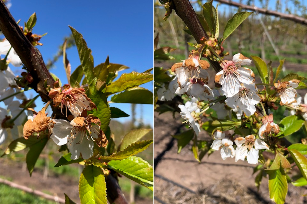 Esta temporada de cerezos será de tizones por hongos y bacterias - Redagrícola
