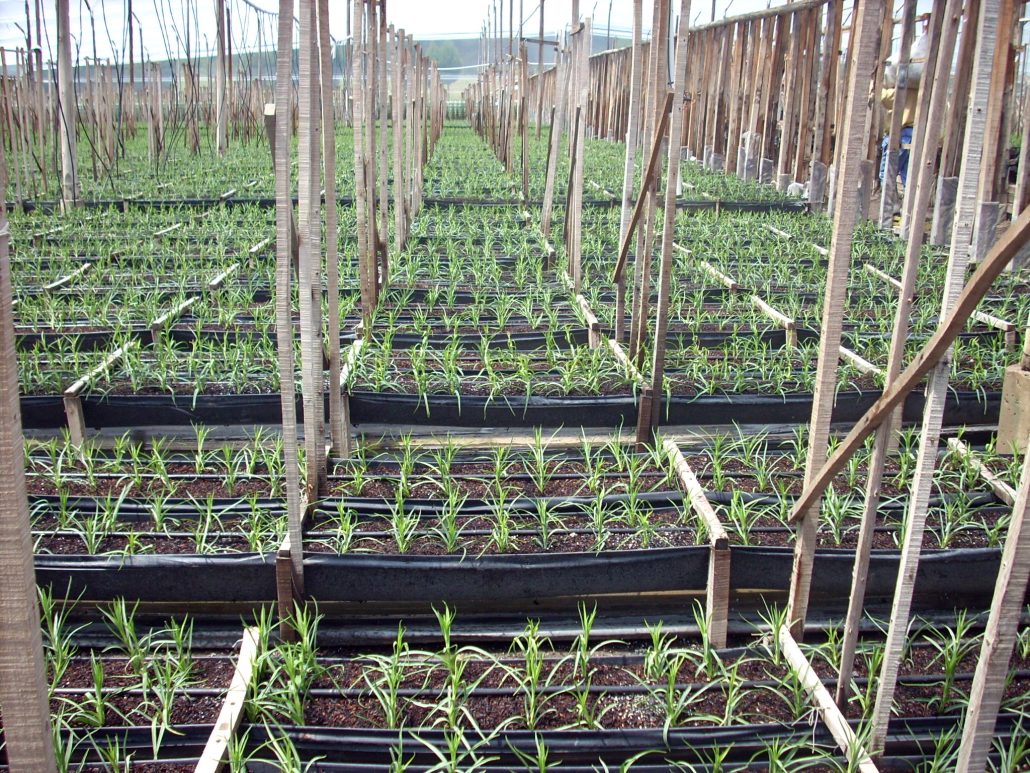 Las bondades de la cascarilla de arroz - Redagrícola