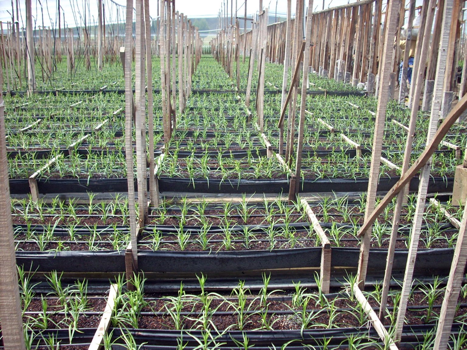 Las bondades de la cascarilla de arroz - Redagrícola