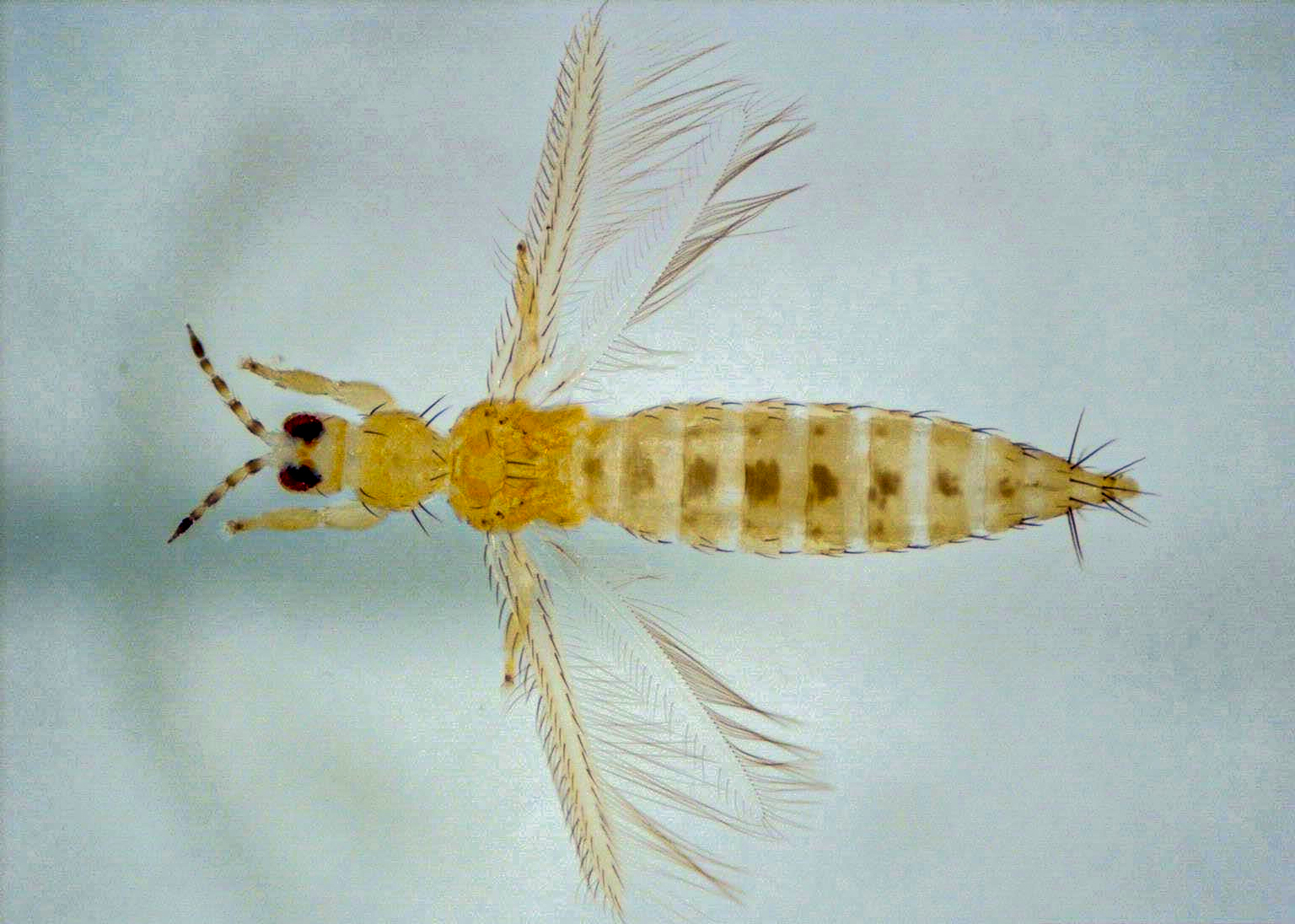 Los diferentes comportamientos de Scirtothrips dorsalis - Redagrícola