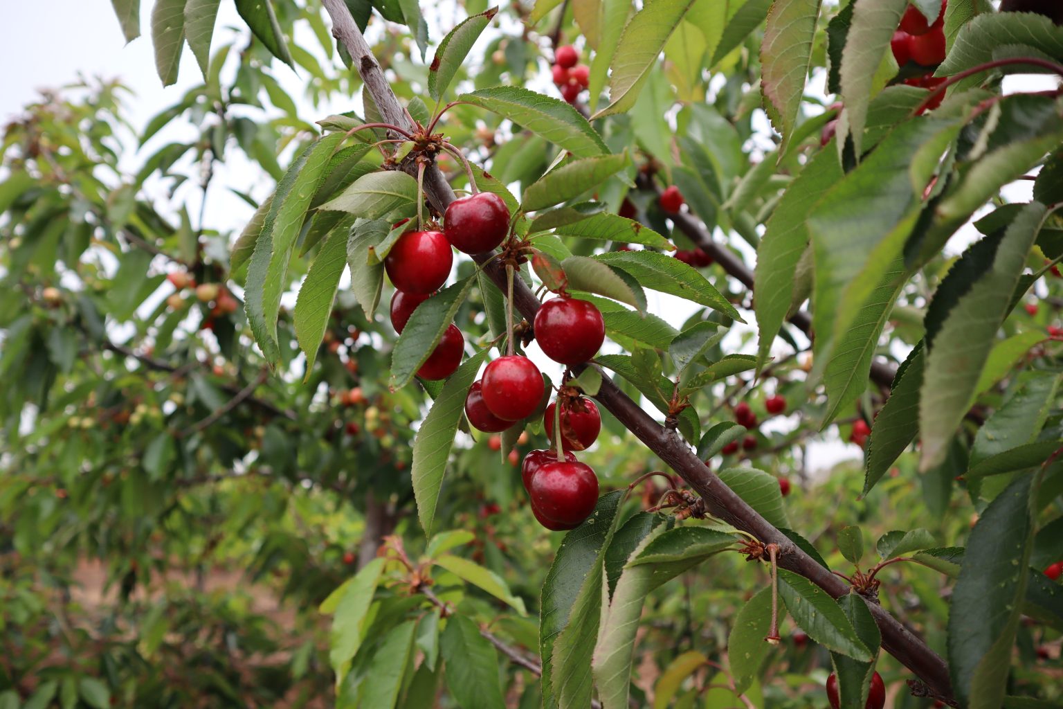Bloom Fresh dobla su apuesta por sus cerezas: probará en Arica y zonas ...