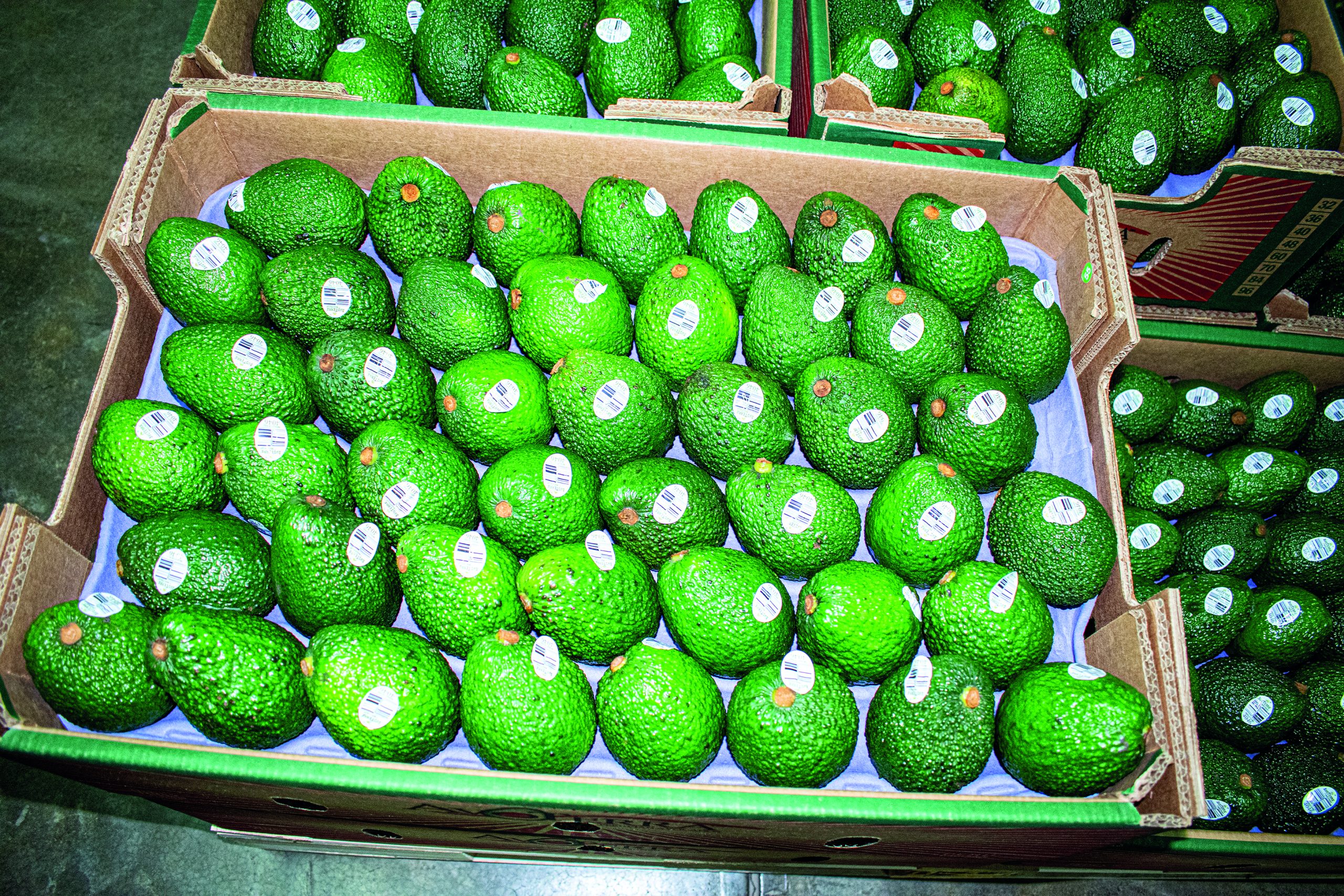 La heterogeneidad es una constante en la producción de paltos - Redagrícola