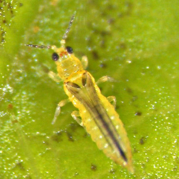 PIGGY-Apply®, una herramienta para el control biológico de Scirtothrips ...