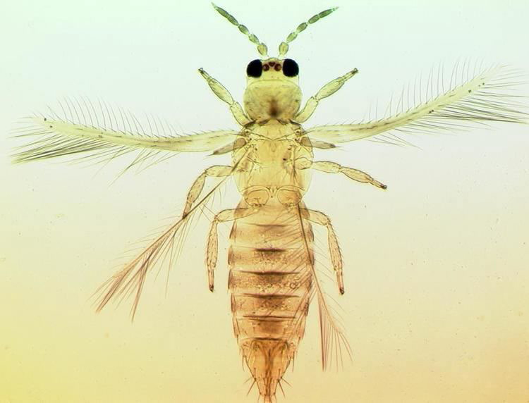 Los Diferentes Comportamientos De Scirtothrips Dorsalis Redagr cola
