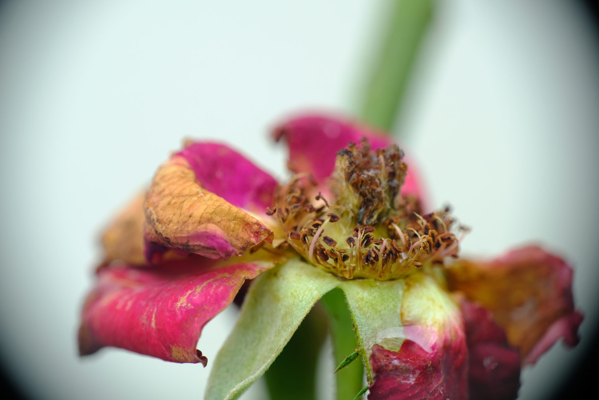Revelando la asombrosa diversidad poblacional de Botrytis en rosas ...