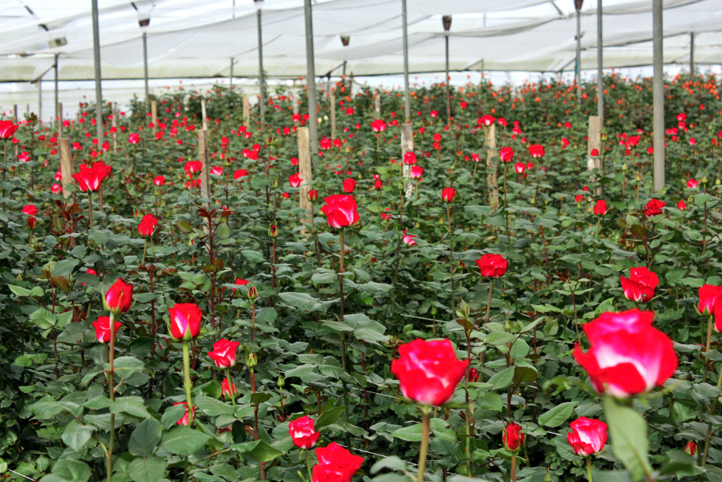 Rosas Archives - Redagrícola