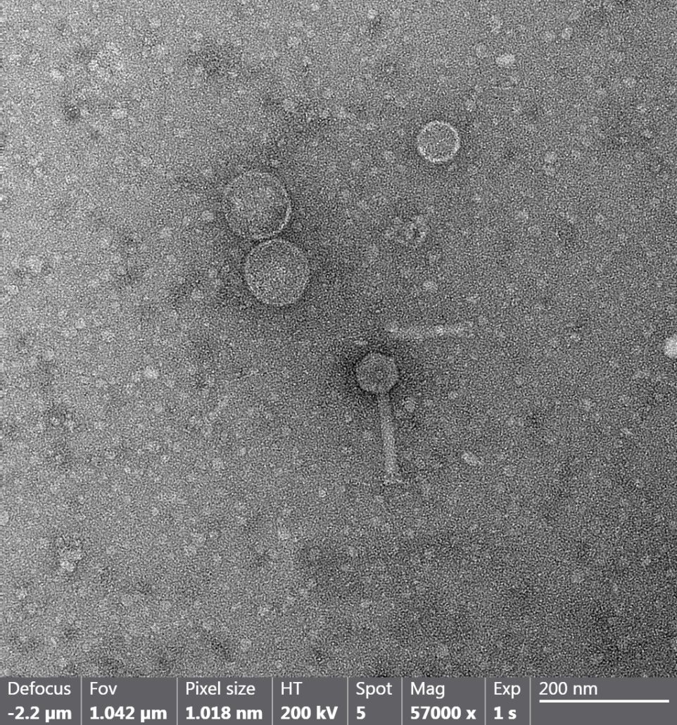 Del laboratorio al campo - Redagrícola