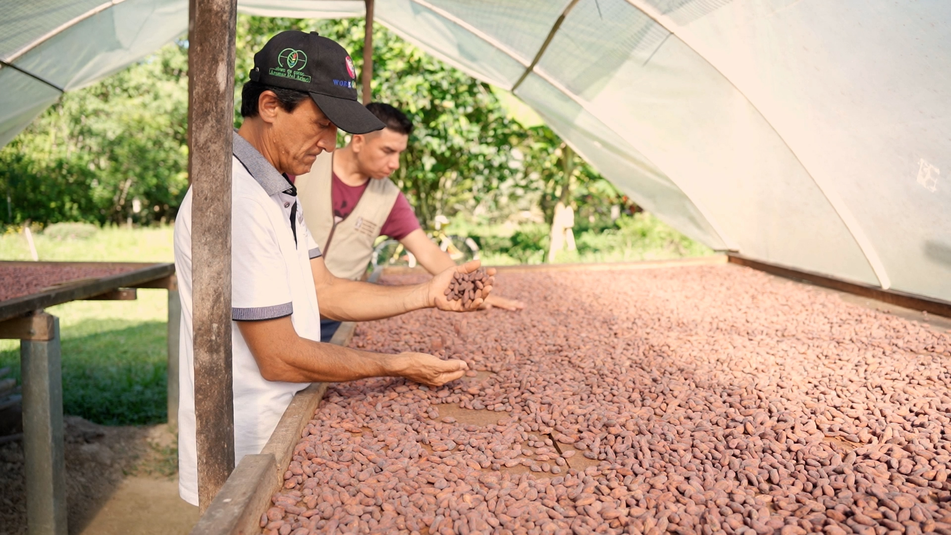 Muestra de cacao colombiano, entre las 50 mejores del mundo - Redagrícola