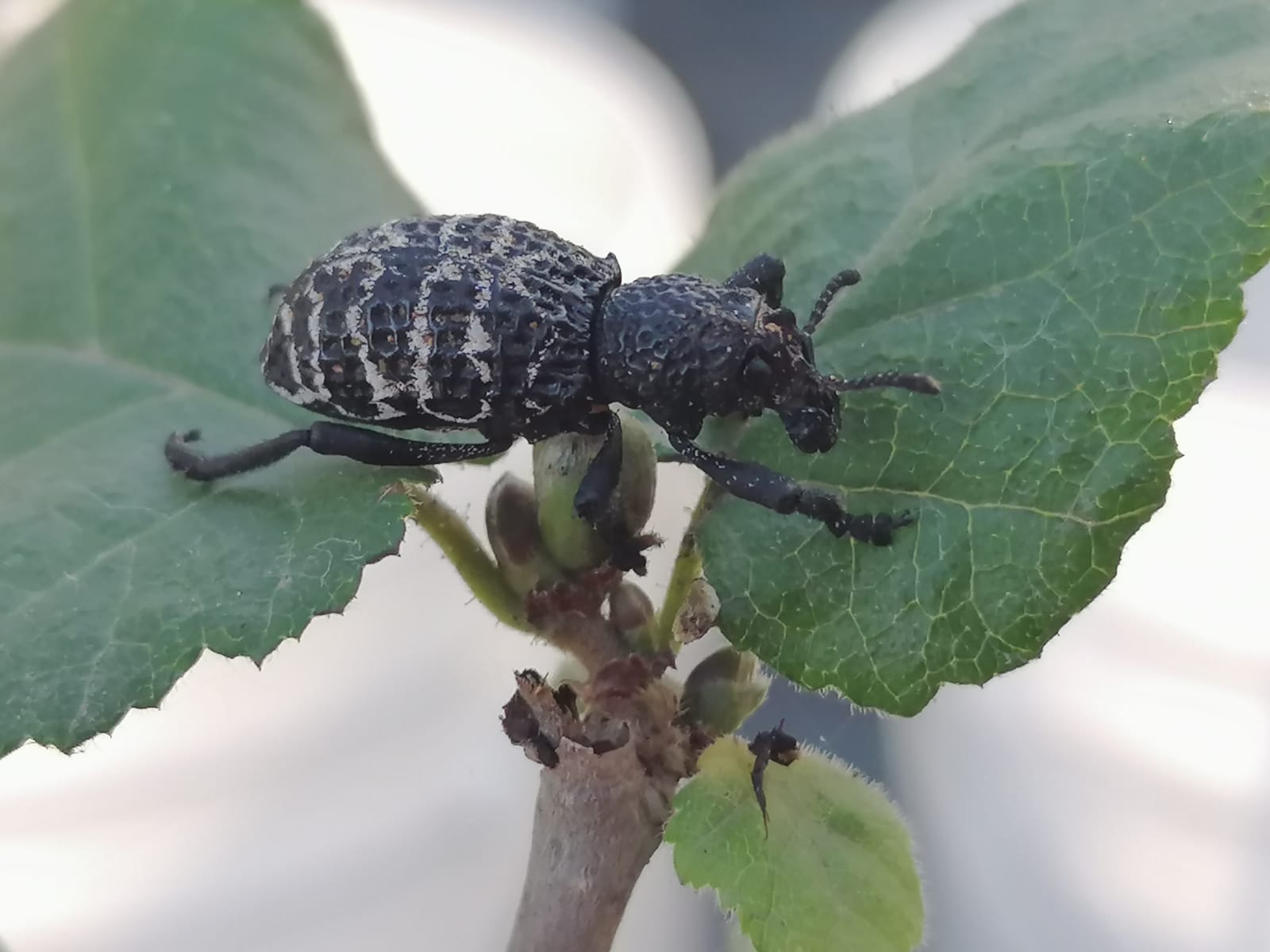 Avellano Europeo | Redagrícola