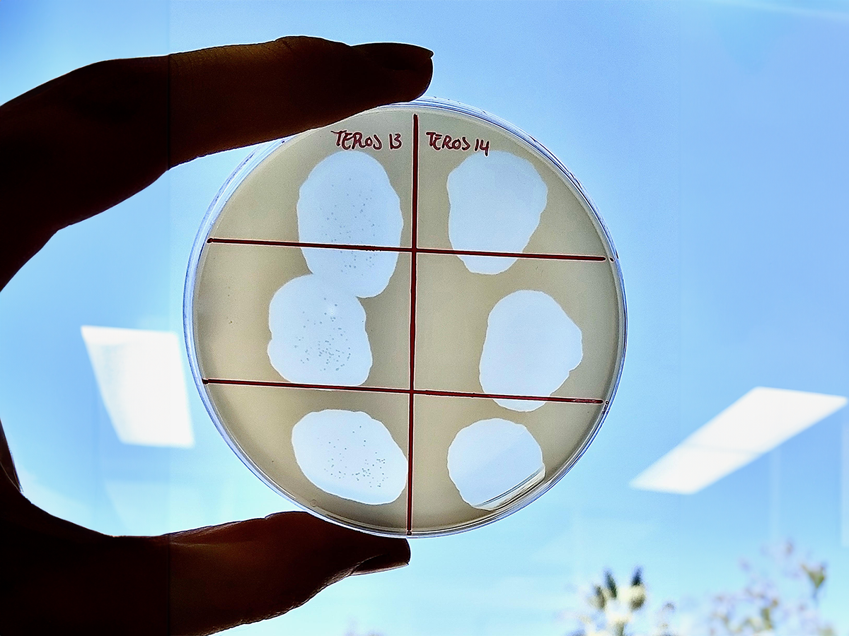 Del laboratorio al campo - Redagrícola