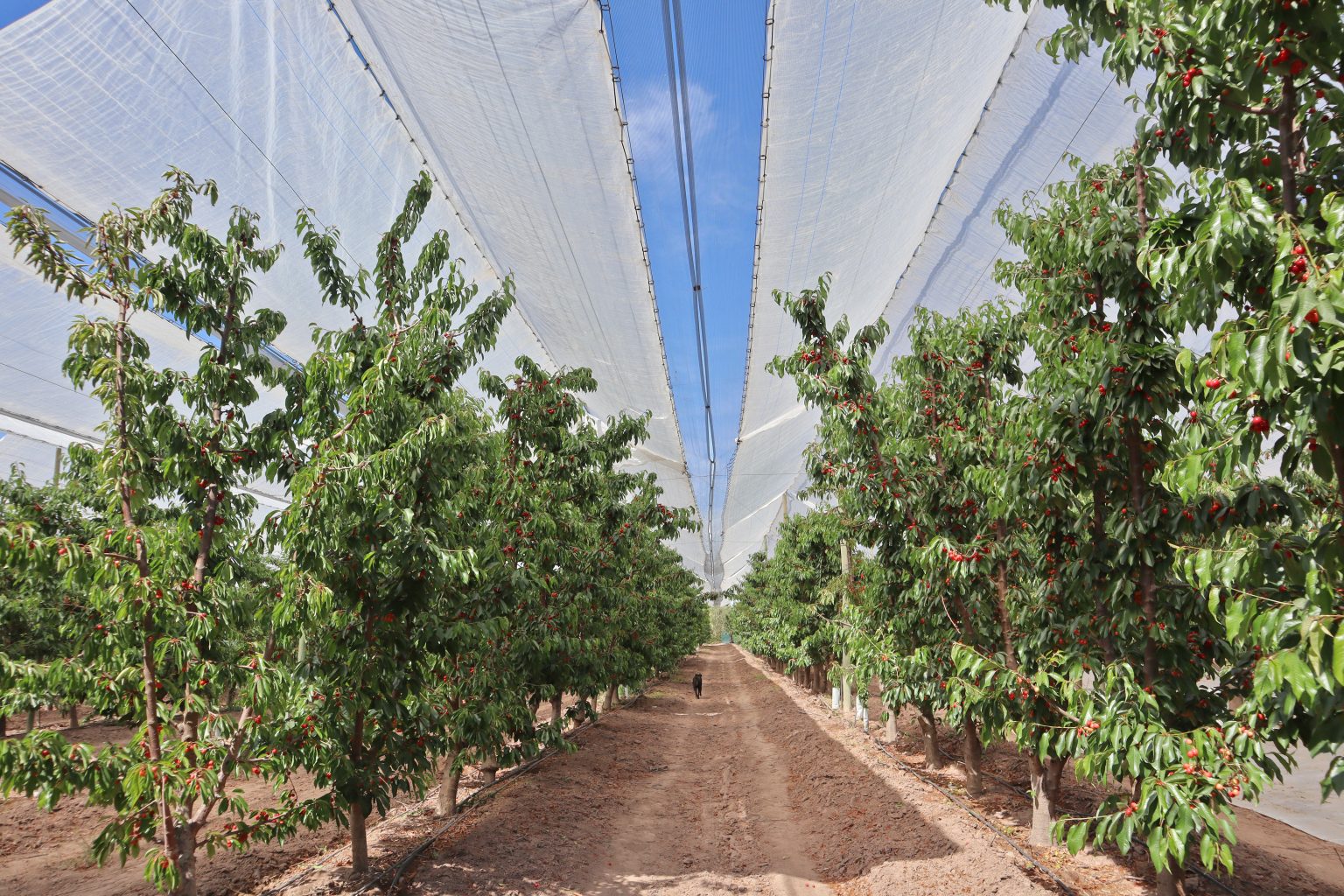 El único huerto de cerezas con cubiertas de Mendoza que compite por ser ...