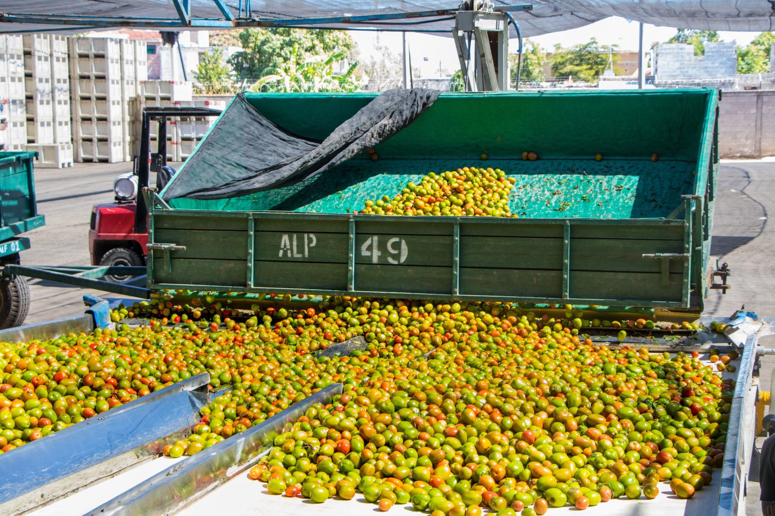 México aumenta 3,5% en valor de exportaciones hortofrutícolas en 2023 ...