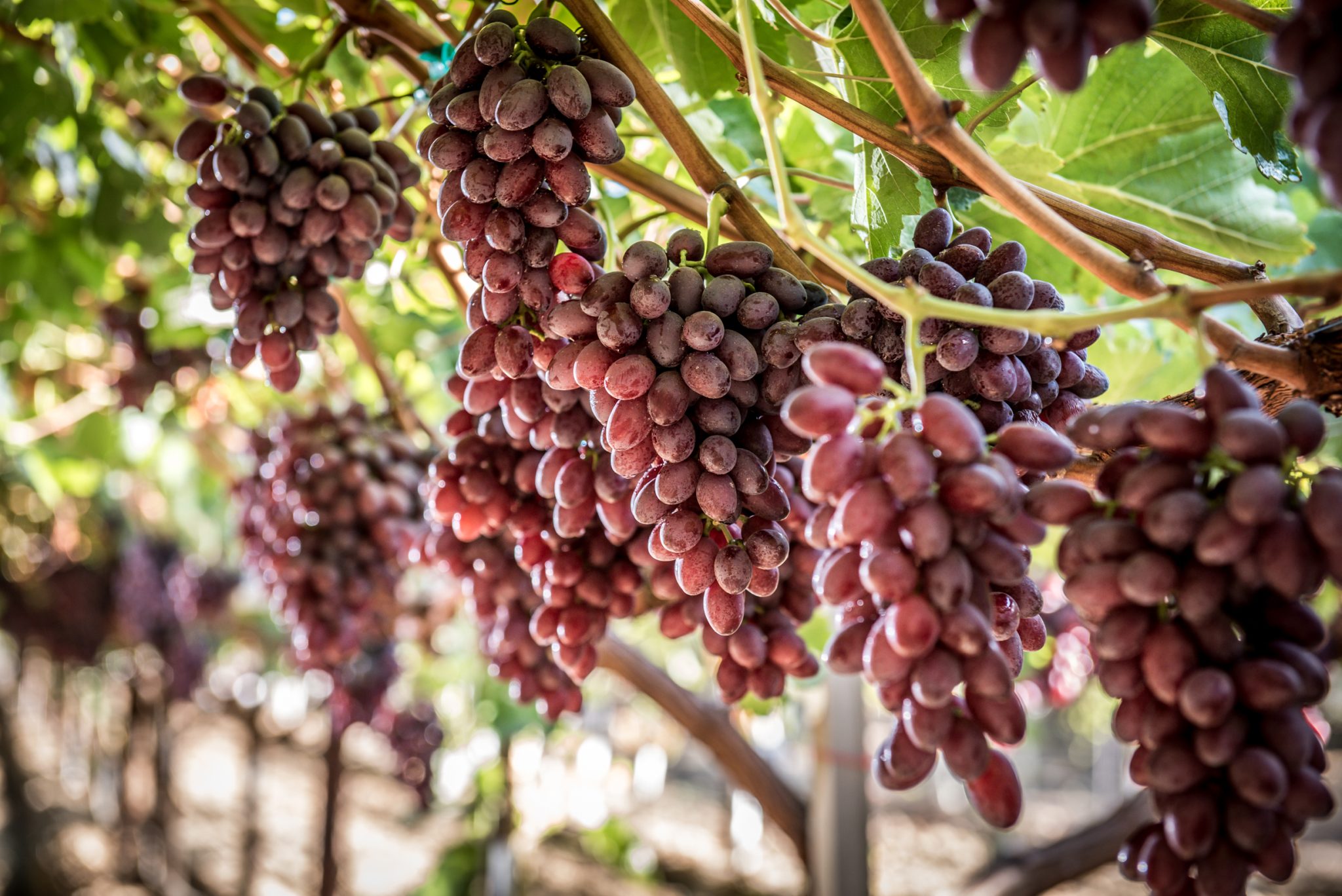 El 64% de las exportaciones de uvas de mesa chilenas será de nuevas ...