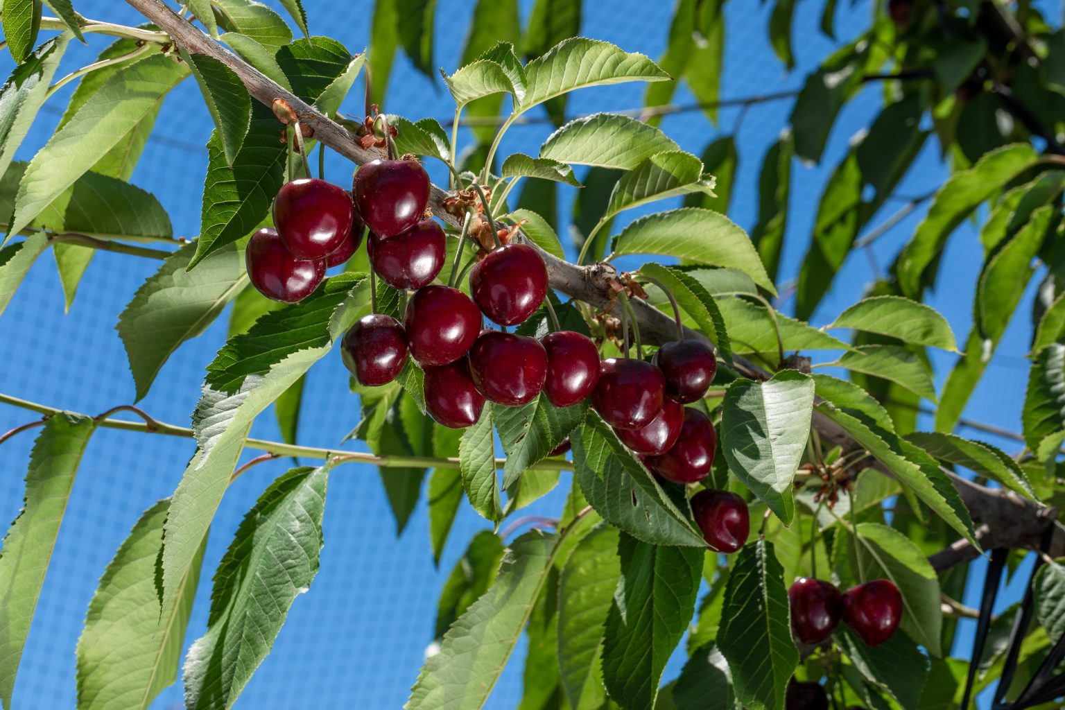 Nuevas variedades de cereza debutan en China en medio de una temporada ...
