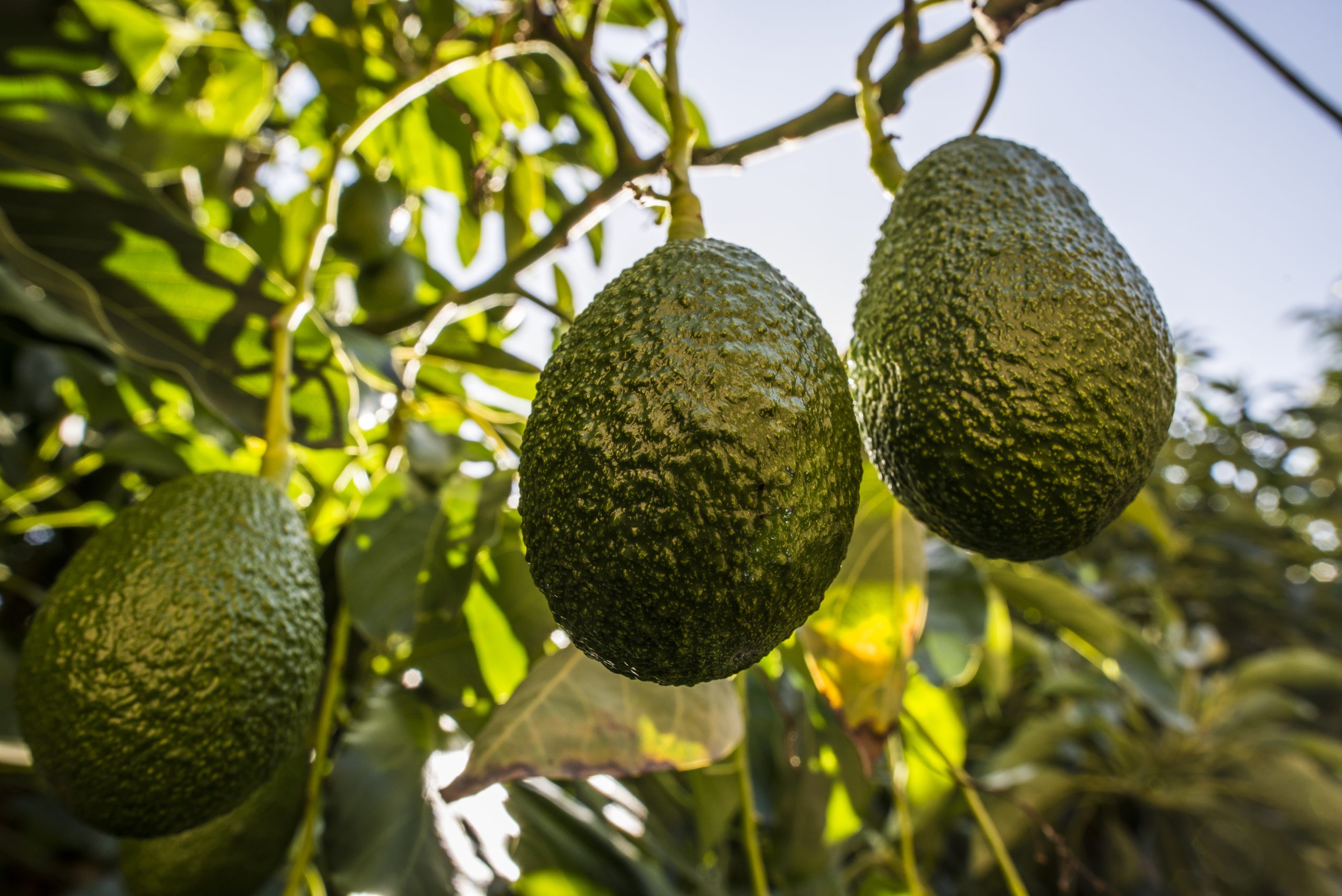 Más de 8 kilos de palta por persona al año: Chile alcanza nuevo récord ...