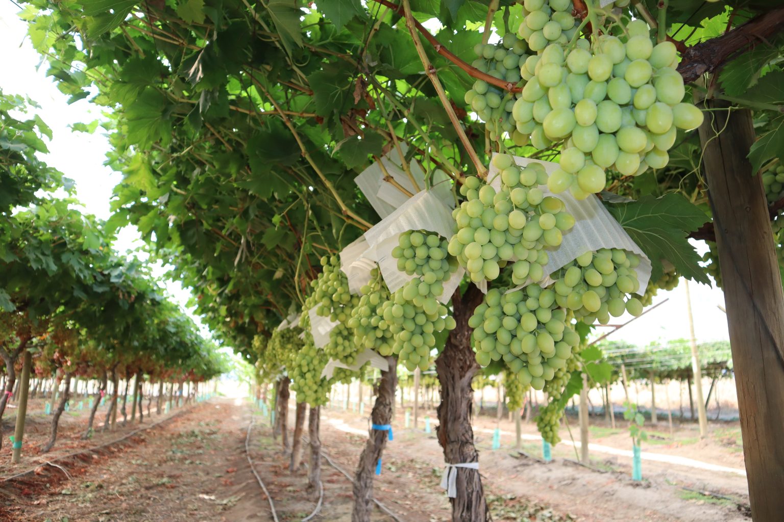La variedad 100% chilena que busca conquistar a productores en medio ...