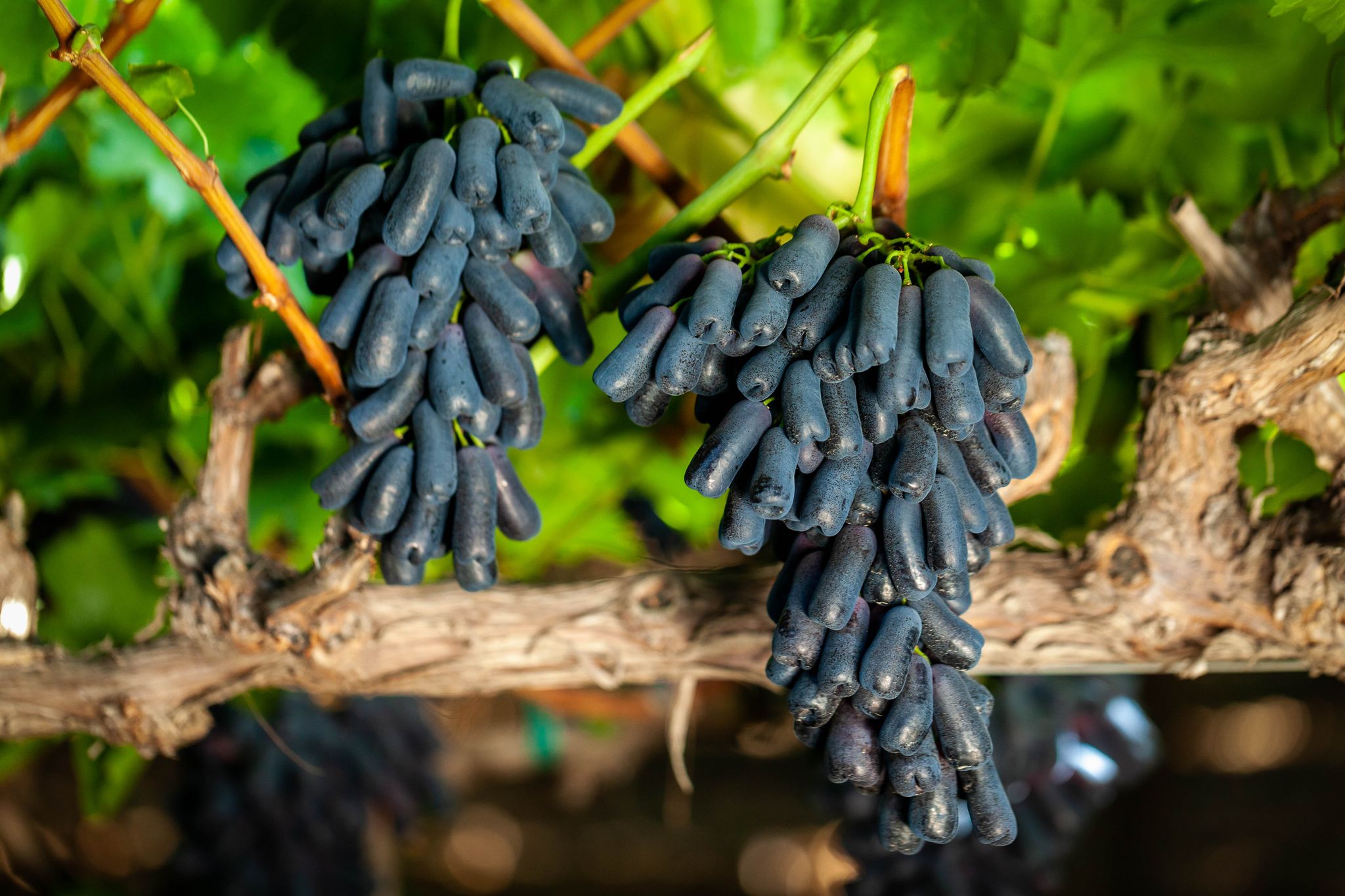 Bloom Fresh otorgará licencias de sus variedades protegidas a ...